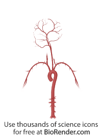 Free Arteries of head and neck (lateral head) Icons, Symbols & Images ...