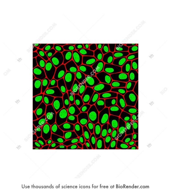 Free Cell imaging (fluorescent dye) Icons, Symbols & Images | BioRender