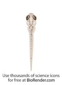 Free Zebrafish larva Icons, Symbols & Images | BioRender