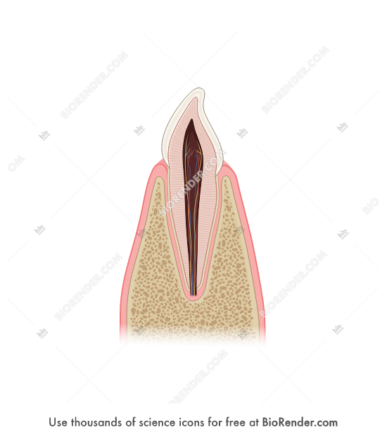 Free Primary incisor tooth (cross section with gums) Icons, Symbols ...