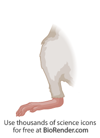Free Mouse hind limb (supine, medial foot) Icons, Symbols & Images ...