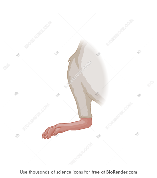 Free Mouse hind limb (dorsal, lateral foot) Icons, Symbols & Images ...