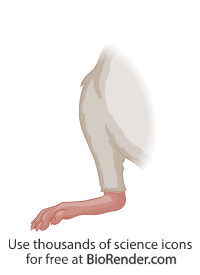 Free Mouse hind limb (dorsal, lateral foot) Icons, Symbols & Images ...