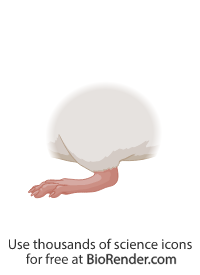 Free Mouse hind limb (lateral) Icons, Symbols & Images | BioRender