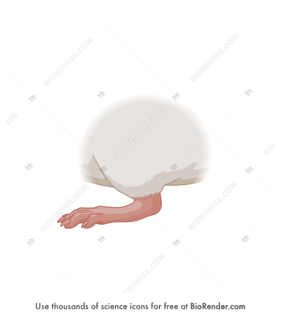 Free Mouse hind limb (lateral) Icons, Symbols & Images | BioRender