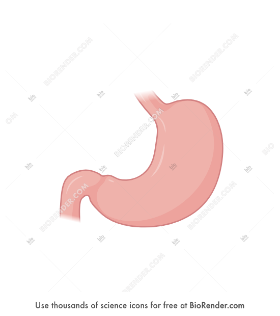 Free Stomach Icons, Symbols & Images | BioRender