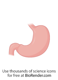 Free Stomach Icons, Symbols & Images | BioRender