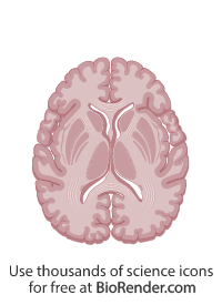 Free Brain (horizontal cut, at thalamus) Icons, Symbols & Images ...