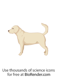 Free Dog (body condition score 7) Icons, Symbols & Images | BioRender
