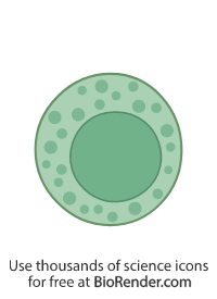 Free Cytotoxic T cell (with granules) Icons, Symbols & Images | BioRender