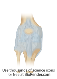 Free Knee joint (capsule, anterior) Icons, Symbols & Images | BioRender