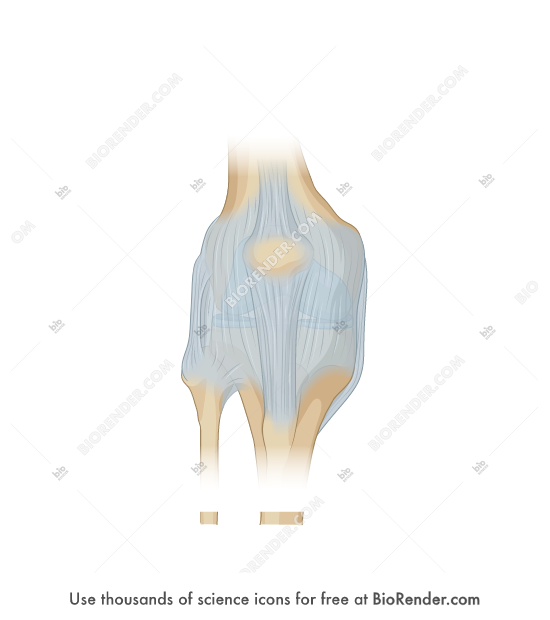 Free Knee joint (capsule, anterior) Icons, Symbols & Images | BioRender