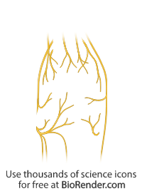 Free Nerves of the knee (anterior) Icons, Symbols & Images | BioRender