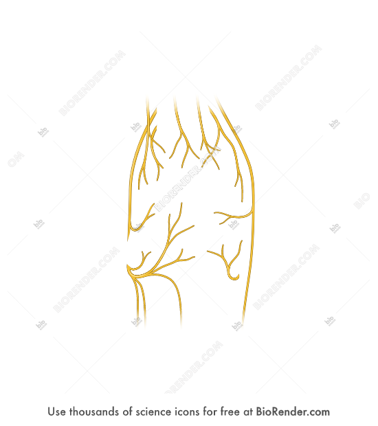 Free Nerves of the knee (anterior) Icons, Symbols & Images | BioRender