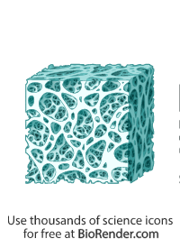 Free Macroporous scaffold 3D (irregular pores, large) Icons, Symbols ...