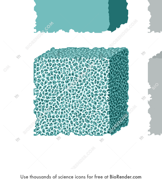 Free Macroporous scaffold 3D (irregular pores, small) Icons, Symbols ...