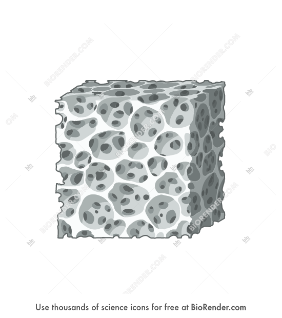Free Macroporous scaffold 3D (large pores) Icons, Symbols & Images ...