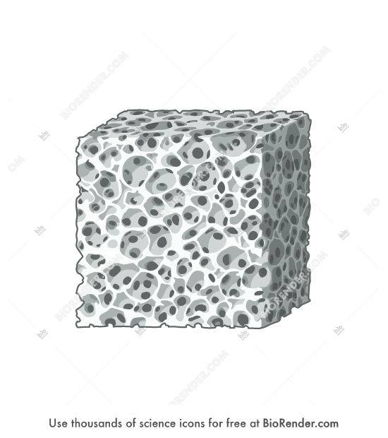 Free Macroporous scaffold 3D (small pores) Icons, Symbols & Images ...