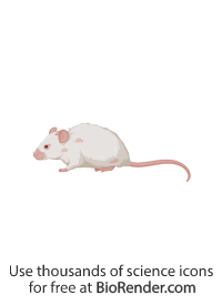 Free Mouse (old, lateral) Icons, Symbols & Images | BioRender