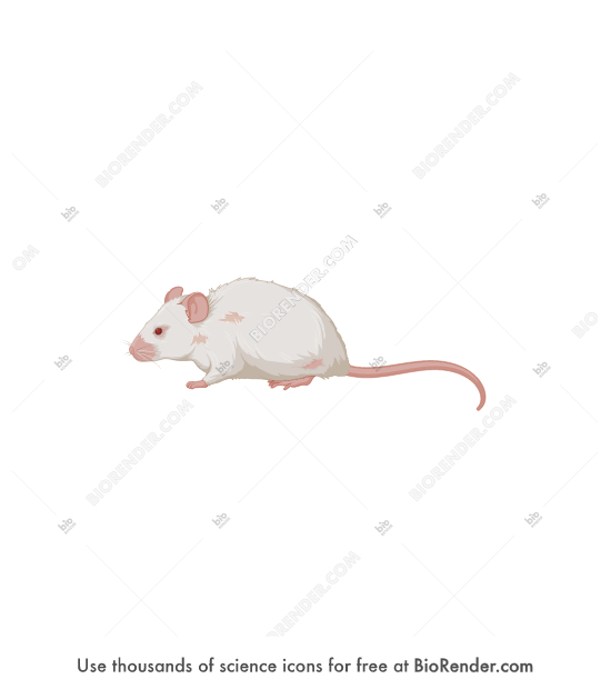 Free Mouse (old, lateral) Icons, Symbols & Images | BioRender