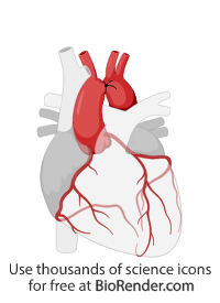 Free Heart (transverse aortic constriction) Icons, Symbols & Images ...