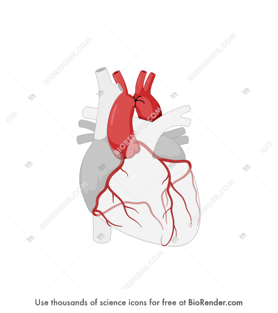 Free Heart (transverse aortic constriction) Icons, Symbols & Images ...