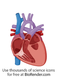 Free Heart (cross-section, transverse) Icons, Symbols & Images | BioRender