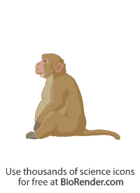 Free Rhesus macaque monkey (lateral, sitting, overweight) Icons ...