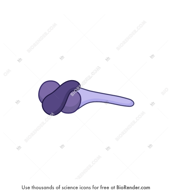 Free Troponin complex (contracted muscle) Icons, Symbols & Images ...