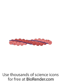 Free Actin and tropomyosin (contracted muscle) Icons, Symbols & Images ...