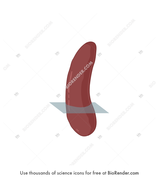 Free Mouse spleen (transverse plane) Icons, Symbols & Images | BioRender