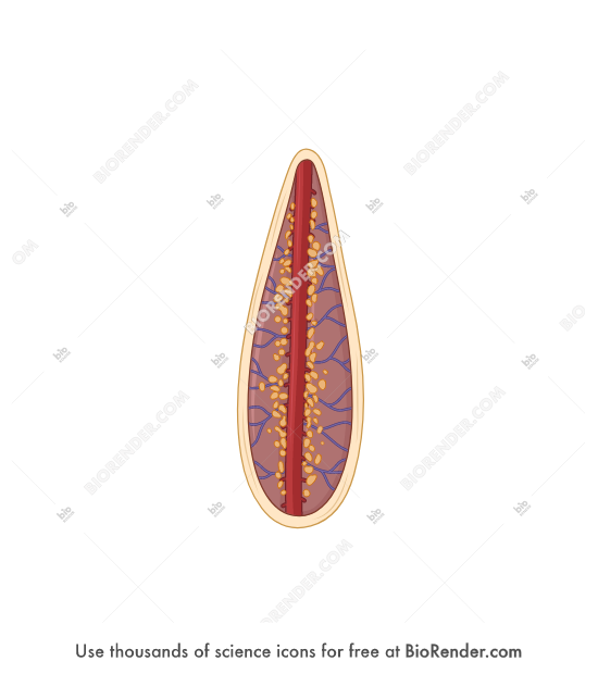 Free Salamander kidney Icons, Symbols & Images | BioRender