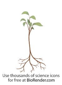 Free Generic plant (with roots) Icons, Symbols & Images | BioRender