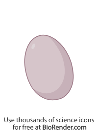 Free Testis (cross-section) Icons, Symbols & Images | BioRender