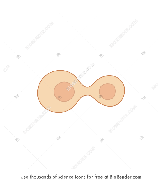 Free Spheroidal cell (dividing, asymmetric) Icons, Symbols & Images ...