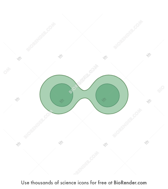 Free T-cell dividing Icons, Symbols & Images | BioRender