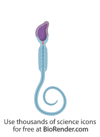 Free Sperm with defects (amorphous head, coiled tail) Icons, Symbols ...