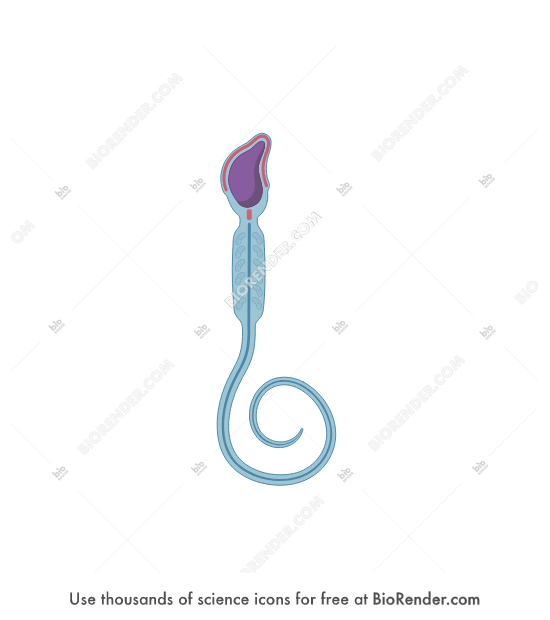 Free Sperm with defects (amorphous head, coiled tail) Icons, Symbols ...