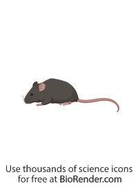 Free Mouse (black, lateral 2) Icons, Symbols & Images | BioRender