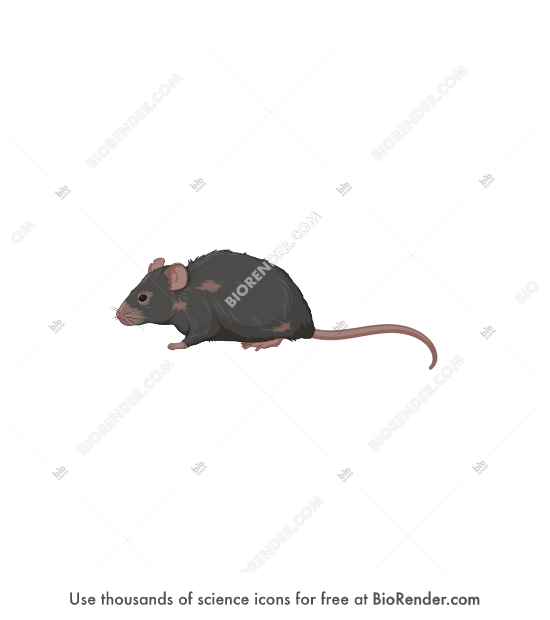 Free Mouse (black, old, lateral) Icons, Symbols & Images | BioRender