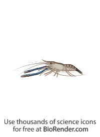 Free Giant freshwater prawn (Macrobrachium rosenbergii) Icons, Symbols ...