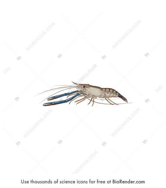 Free Giant freshwater prawn (Macrobrachium rosenbergii) Icons, Symbols ...