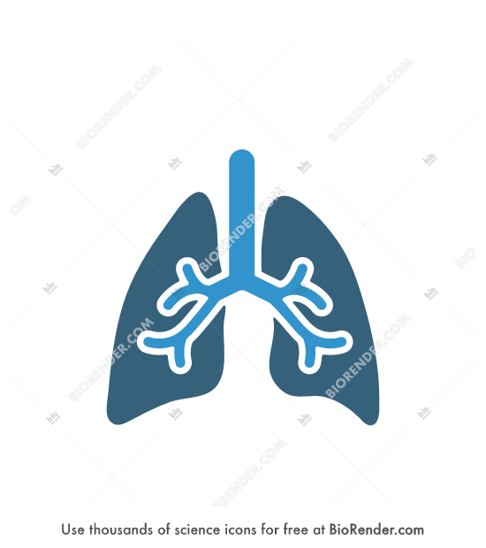 Free Lungs (symbol, with bronchioles) Icons, Symbols & Images | BioRender