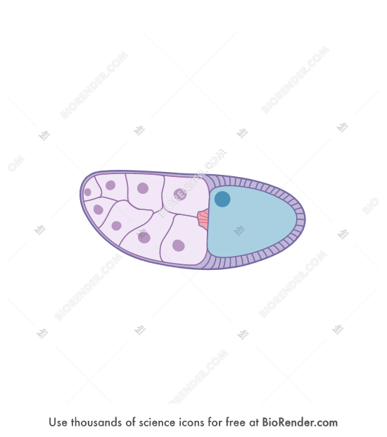 Free Drosophila ovariole (S10) Icons, Symbols & Images | BioRender