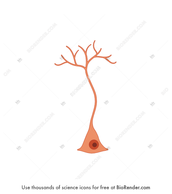 Free Granule neuron (radial glial progenitor) Icons, Symbols & Images ...