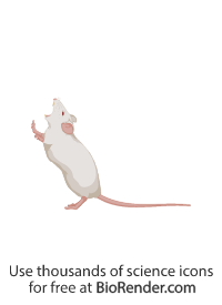 Subcutaneous Injection In Mice