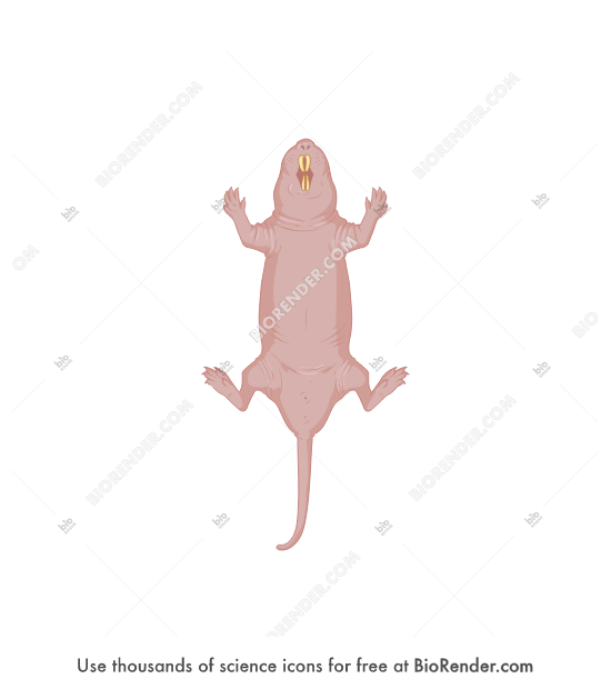 Free Naked mole-rat (supine) Icons, Symbols & Images | BioRender