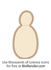 Free Coccidioides (spore) Icons, Symbols & Images | BioRender