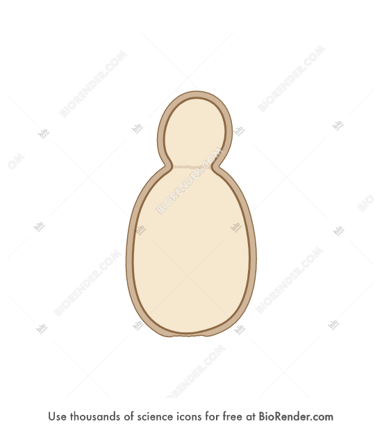 Free Fungal cell shape Icons, Symbols & Images | BioRender