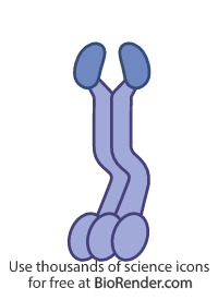 Free Rotavirus capsid protein Icons, Symbols & Images | BioRender